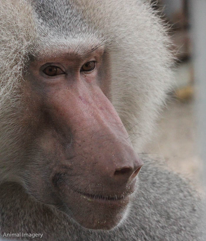 Congo | Animal Imagery