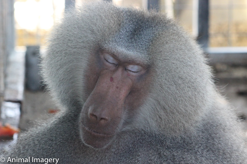 Congo | Animal Imagery