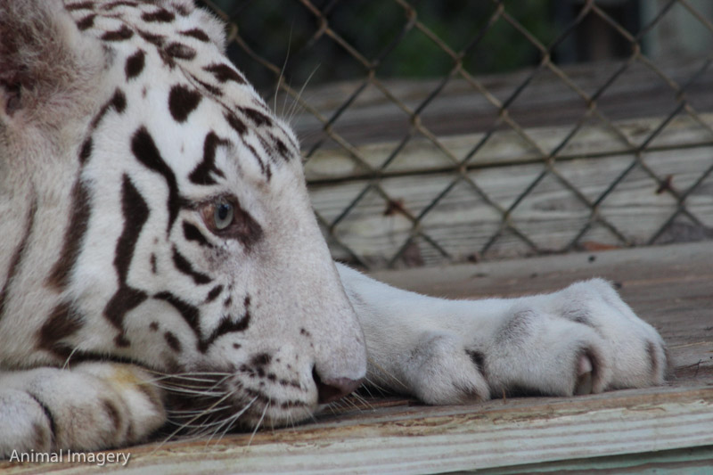 Prelude to a Pounce | Animal Imagery