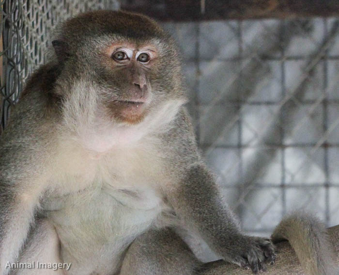 Bright Bubba | Animal Imagery