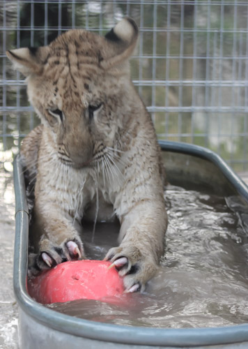 Liger Cubs | Animal Imagery