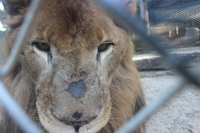 Zulu | Animal Imagery