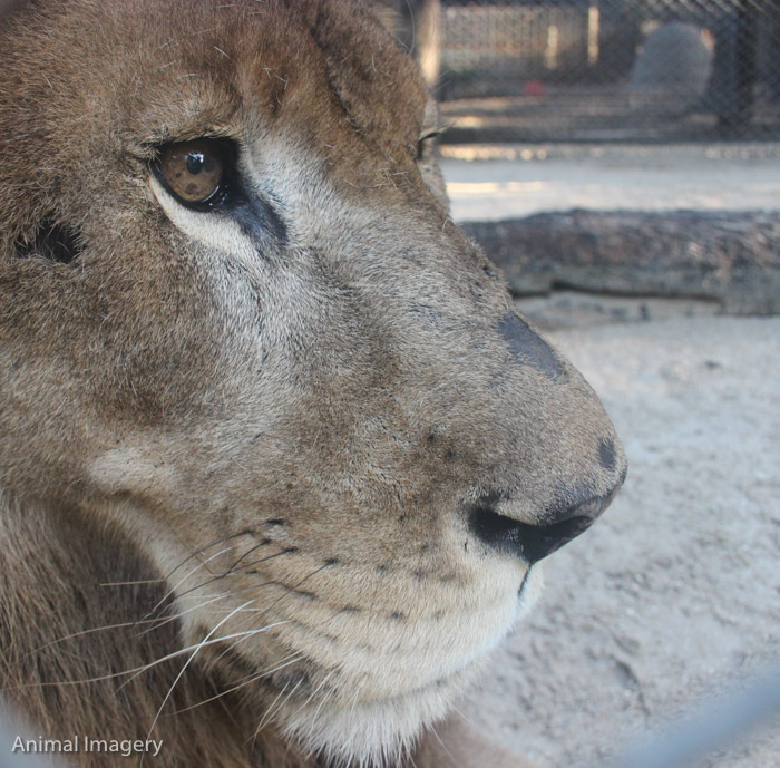 Zulu | Animal Imagery