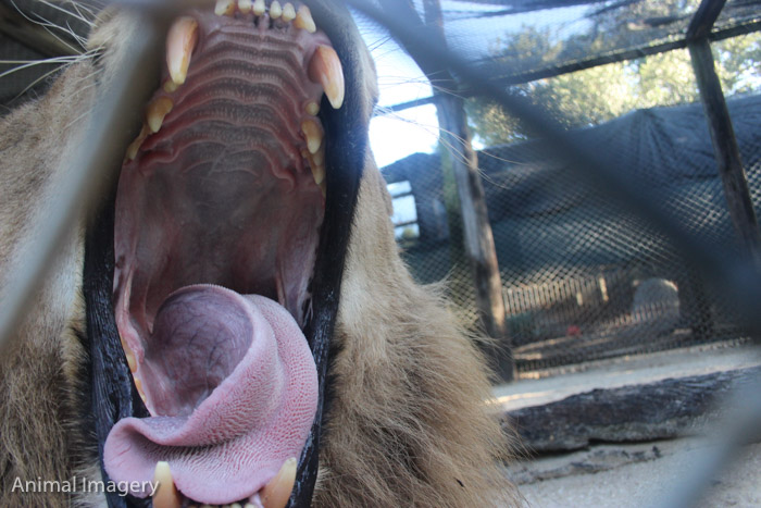 Zulu | Animal Imagery