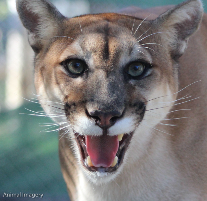 Apollo | Animal Imagery