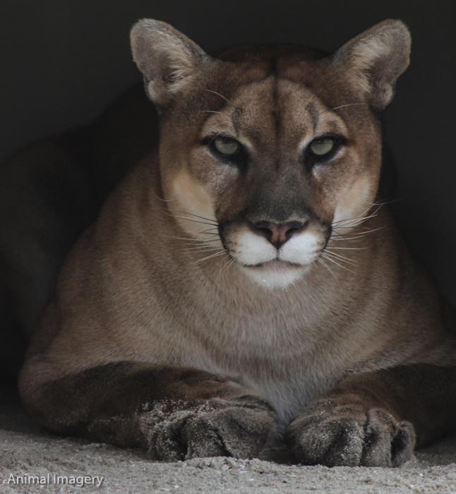 Apollo | Animal Imagery