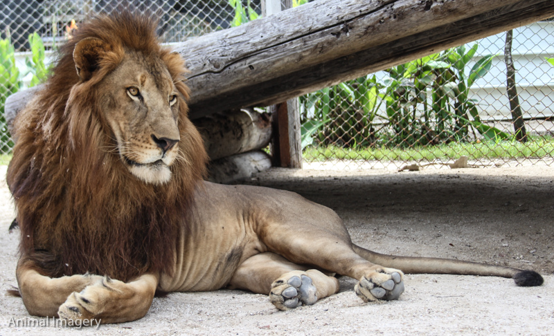 Moving Lions… | Animal Imagery