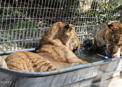 Liger Update | Animal Imagery