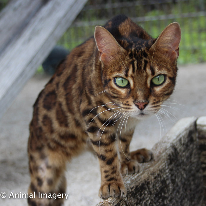 Bengal Cats | Animal Imagery
